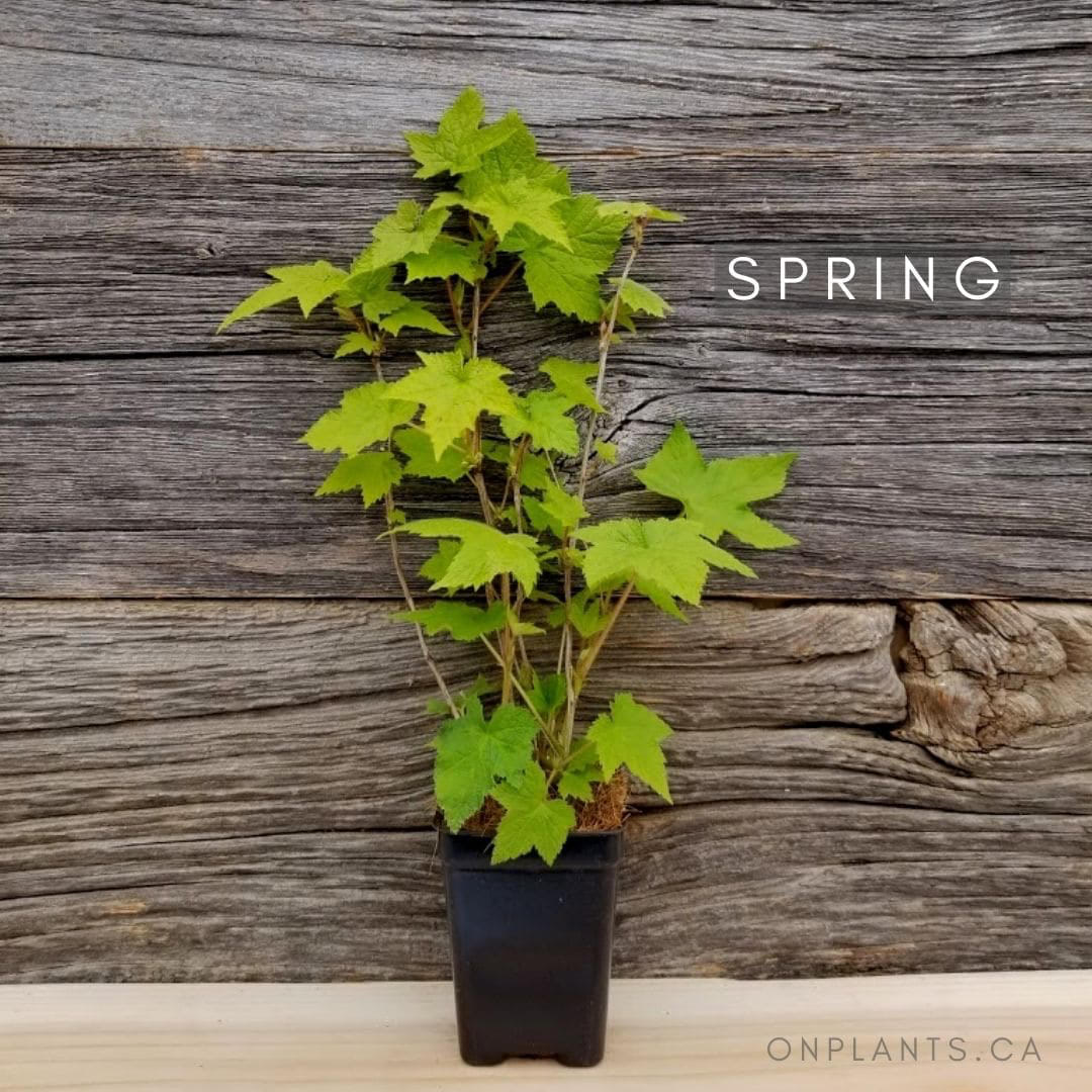 Purple Flowering Raspberry - Shop - Ontario Native Plants