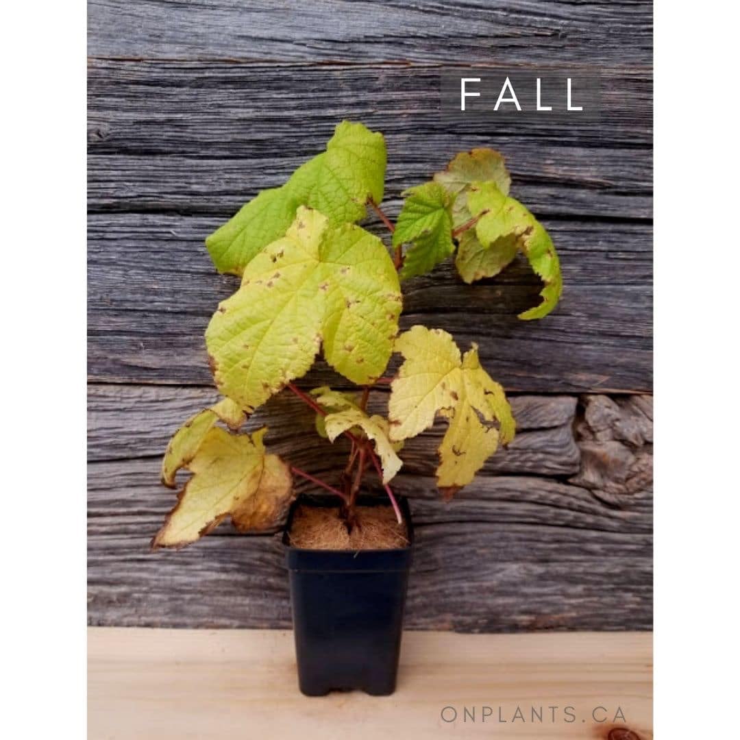 Purple Flowering Raspberry - Shop - Ontario Native Plants