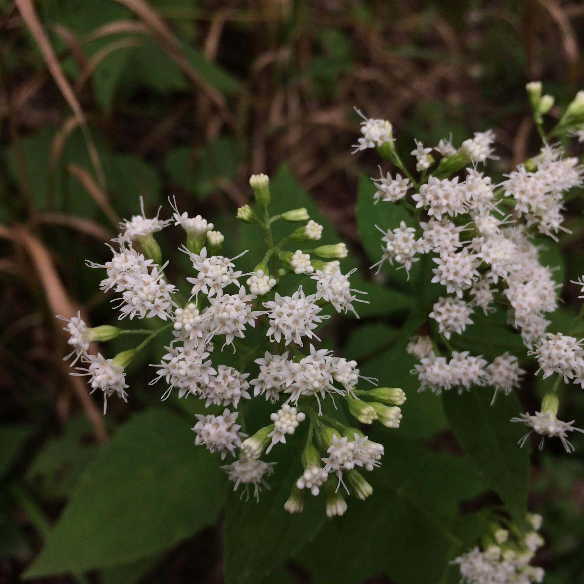 Snakeroot - Shop - Ontario Native Plants