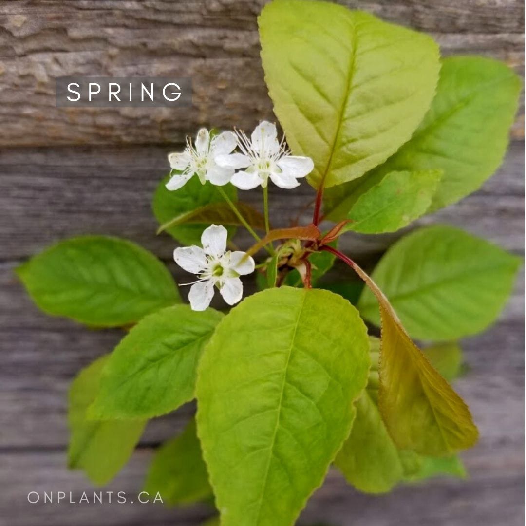 Pin Cherry - Shop - Ontario Native Plants