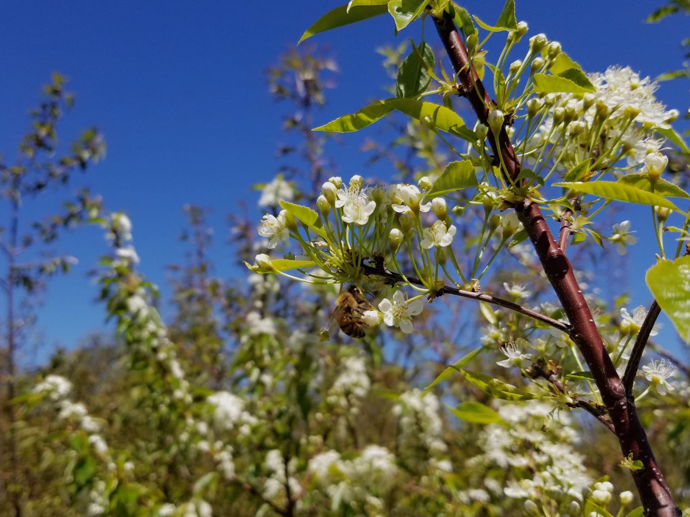 Pin Cherry - Shop - Ontario Native Plants