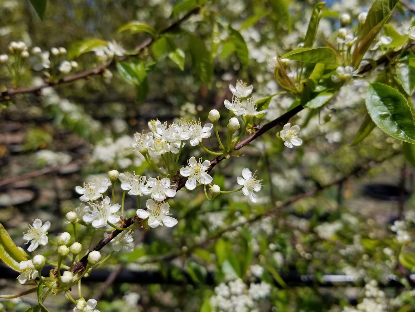 Pin Cherry - Shop - Ontario Native Plants
