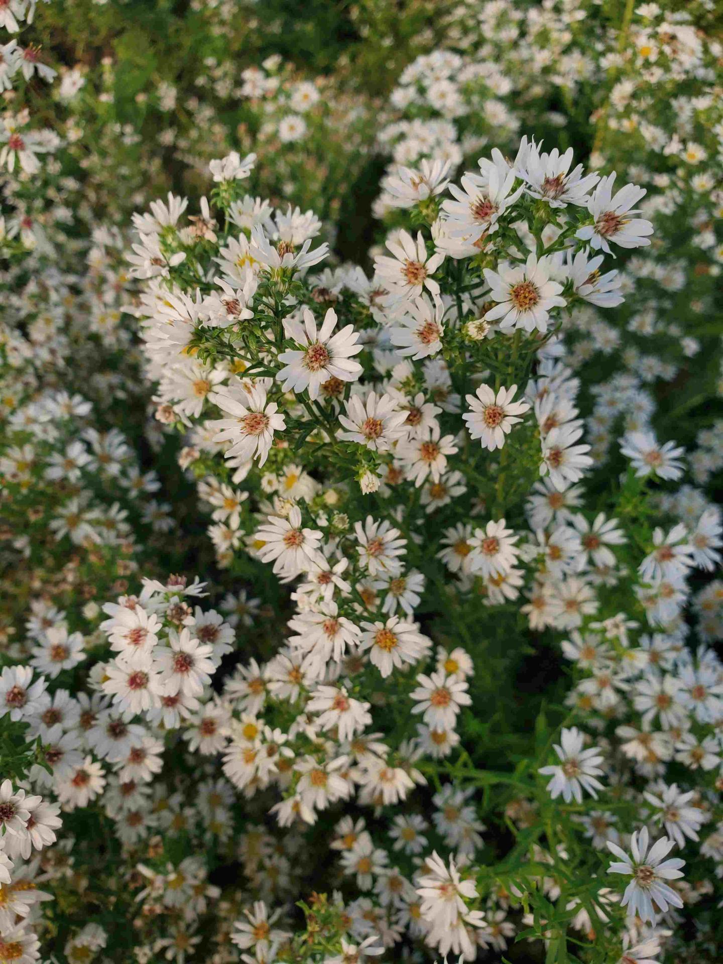 Heath Aster - Shop - Ontario Native Plants