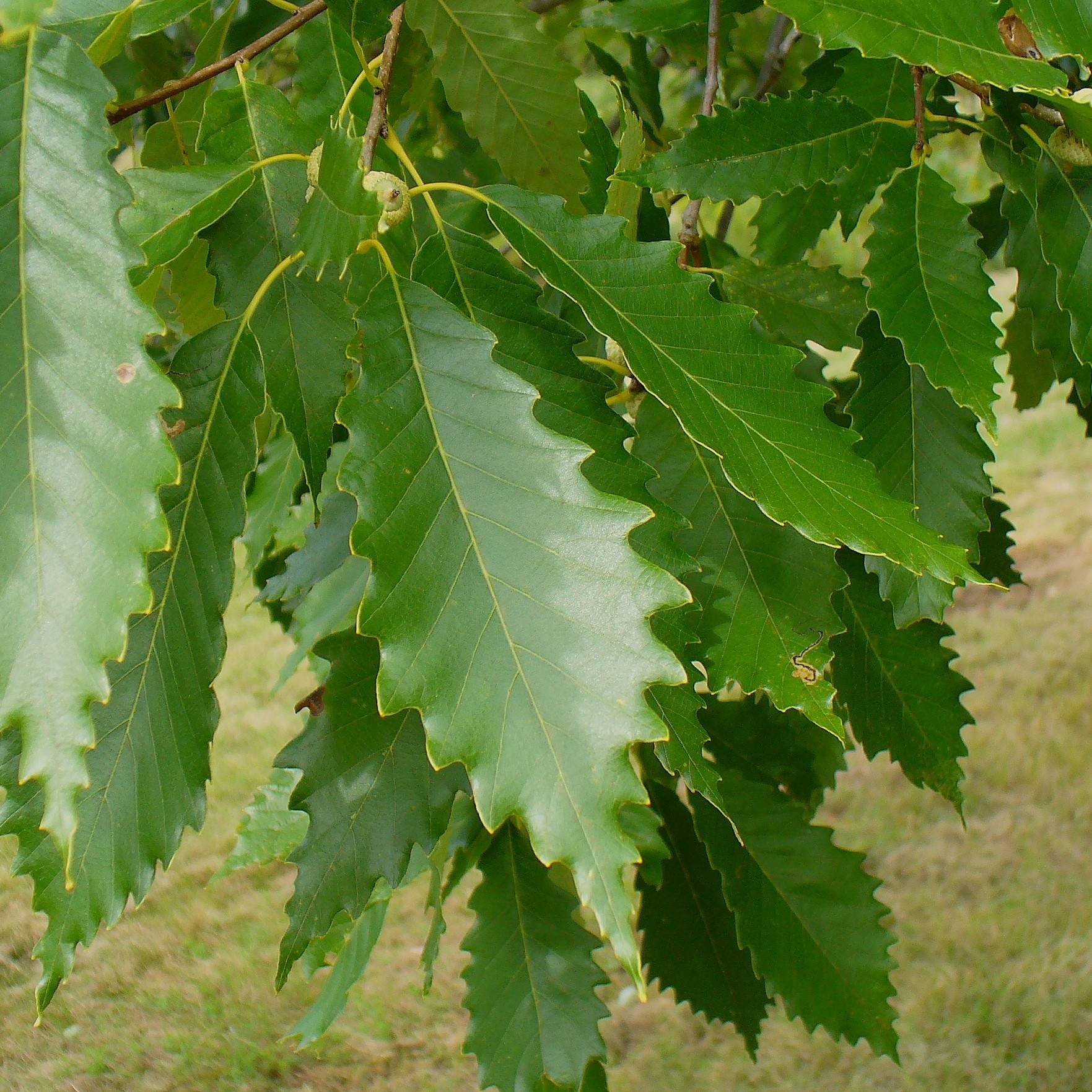 Shop - Ontario Native Plants